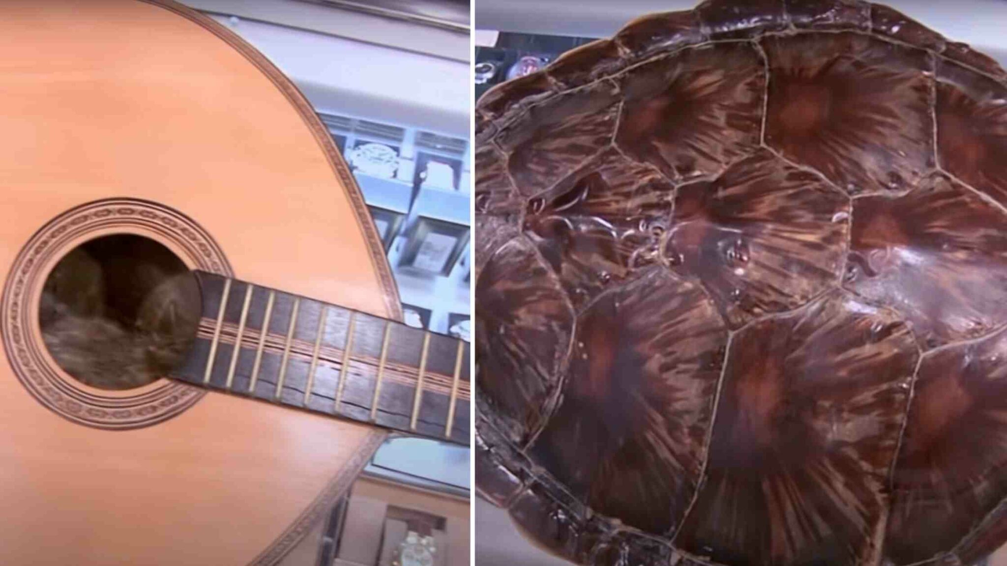 The Truth About Tortoise (Turtle) Shell Guitars: What You Need to Know ...